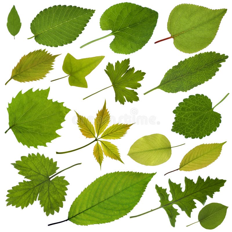 Het Blad van de Lindeboom stock foto. Image of linde, nave - 7211292