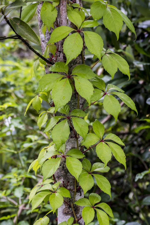 Boom in Hout Dat Met Klimop Wordt Behandeld Stock Afbeelding - Image of ...