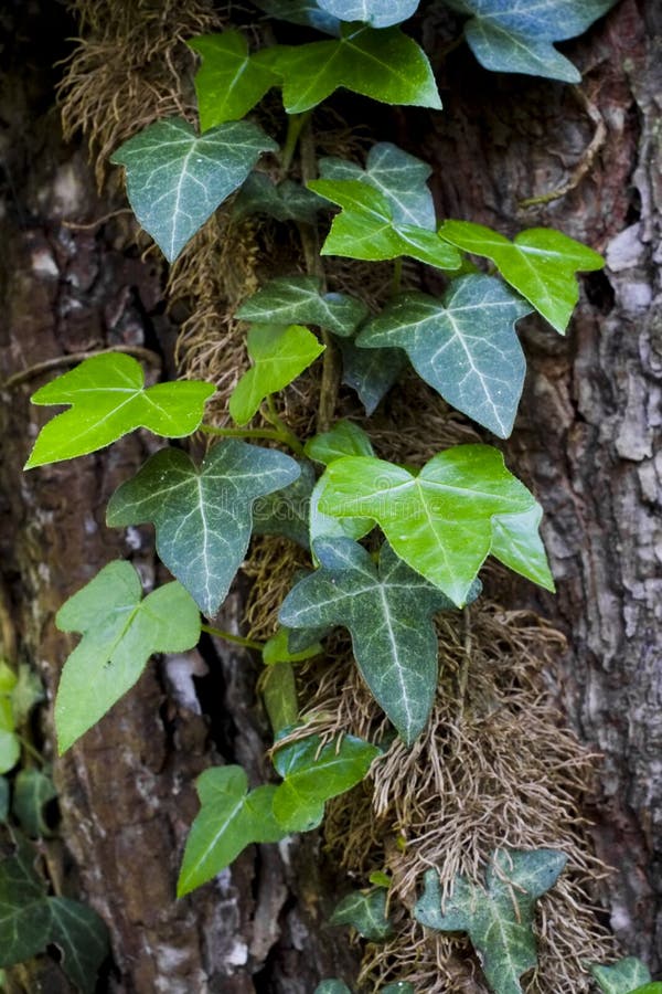 Boomboomstam met klimop stock afbeelding. Image of klimop - 31263937
