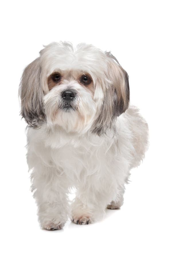 Boomer dog stock photo. Image of mixed, animal, white - 24481558