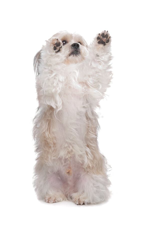 112 Boomer Mixed Breed Dog Stock Photos - Free & Royalty-Free Stock ...