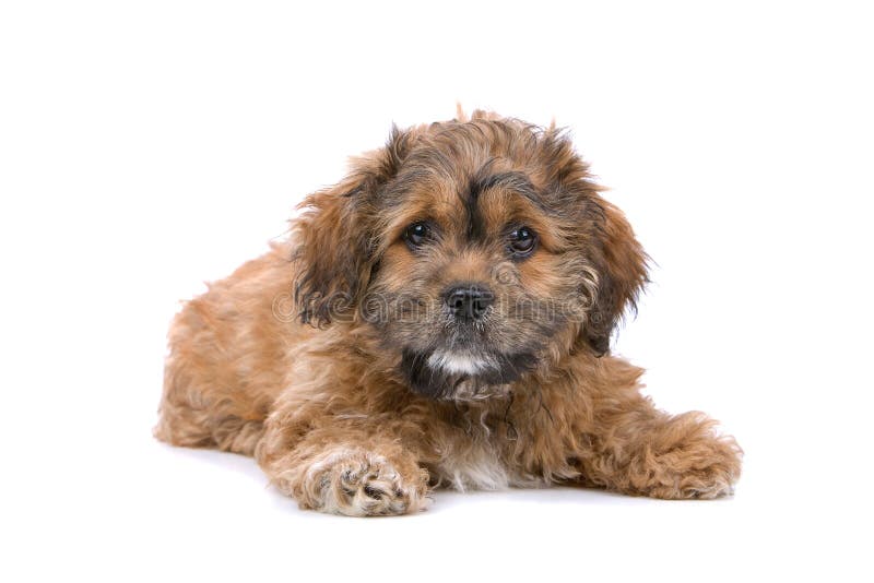 Boomer puppy stock photo. Image of beauty, cute, mammal - 15743160