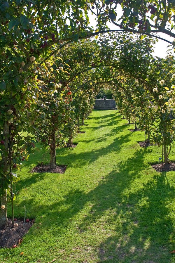 Boomgaard stock foto. Image of schaduw, landbouw, hemel - 10565764