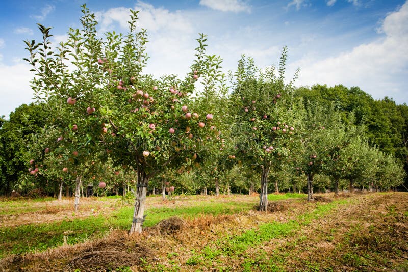 Kersen op boomgaardboom stock foto. Image of velen, wolk - 19778658
