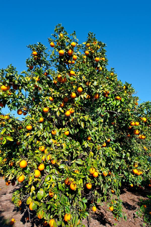 Boomgaard stock afbeelding. Image of landbouwbedrijf - 23318501