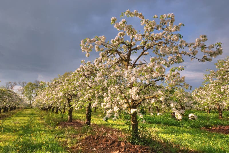 Bloeiende boomgaard stock foto. Image of gras, bloemen - 13830478