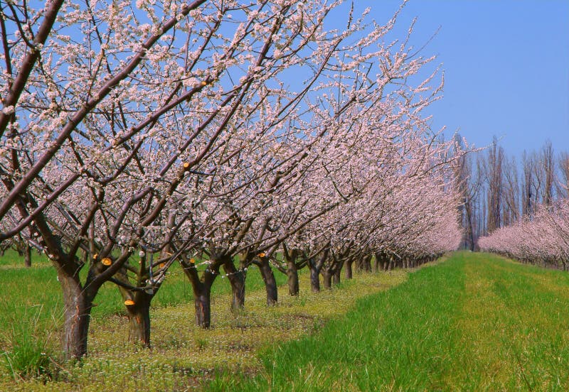 Boomgaard in Bloesem stock afbeelding. Image of kleur - 13233557