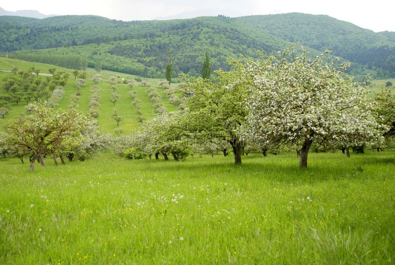 Boomgaard Met Bloeiende Appelbomen Stock Afbeelding - Image of appel ...