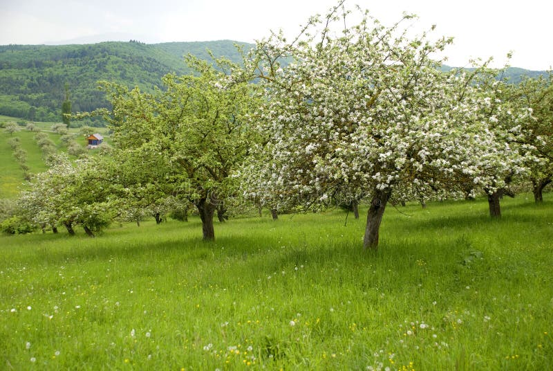 Boomgaard met appelbomen stock afbeelding. Image of appel - 17311529