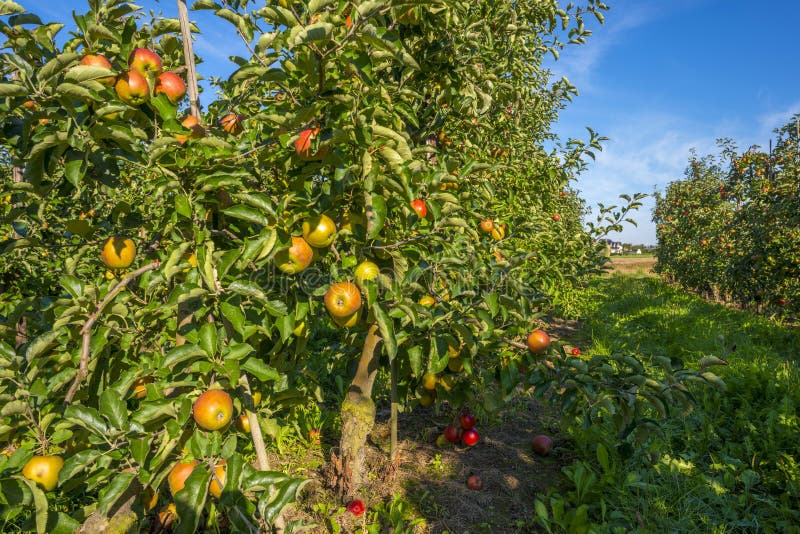 Boomgaard Met Appelbomen Op Een Gebied Stock Afbeelding - Afbeelding ...