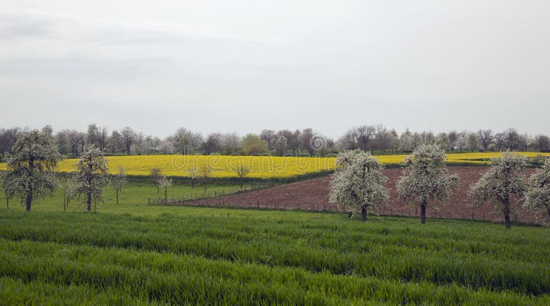 Boomgaard Met Bloeiende Fruitbomen Stock Afbeelding - Image of laag ...