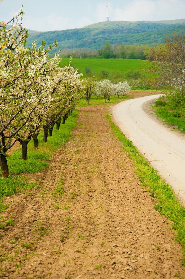 Boomgaard op een berg stock afbeelding. Image of vloed - 16677897