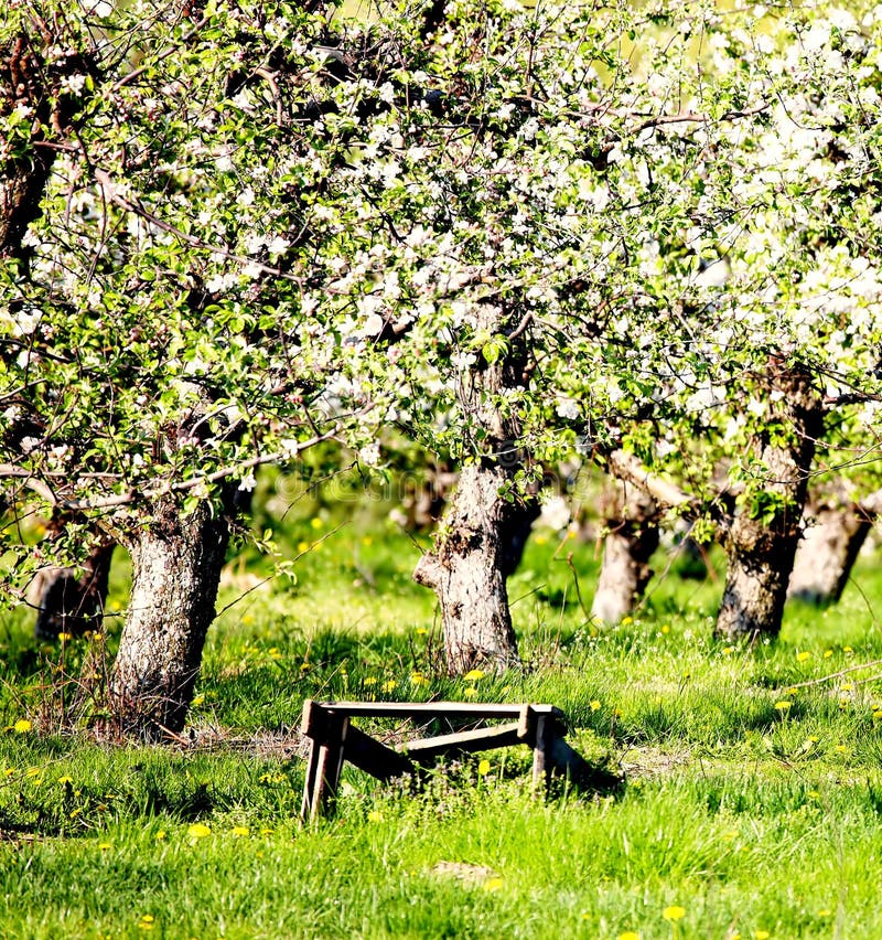 Boomgaarden in de lente stock foto. Image of peren, aanplant - 13272294