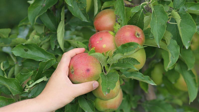 Boomgaarden, Fruitbomen, Rode Appelen Stock Foto - Image of plantaardig ...