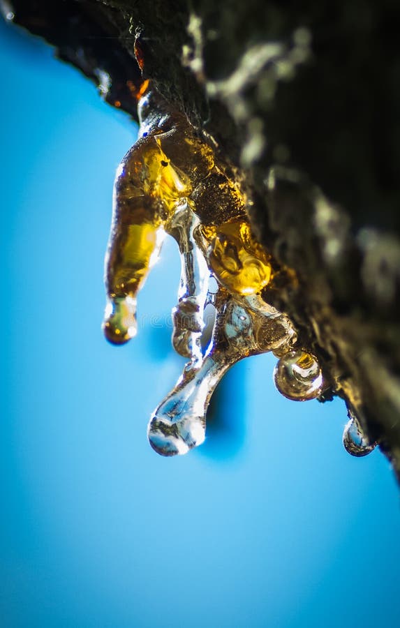 Hars Die Van Boom Afscheiden Stock Afbeelding - Afbeelding bestaande ...