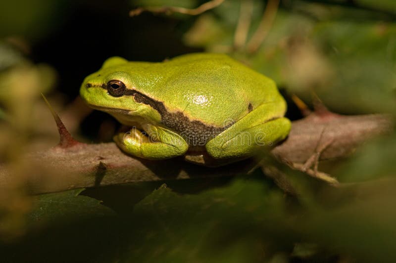 Boomkikker stock image. Image of boomkikker, amphibians - 129027065