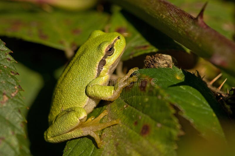 Boomkikker stock image. Image of leurs, amfibieen, hyla - 129027699