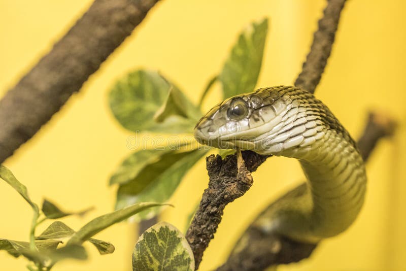Boomslang стоковое изображение. изображение насчитывающей макрос ...