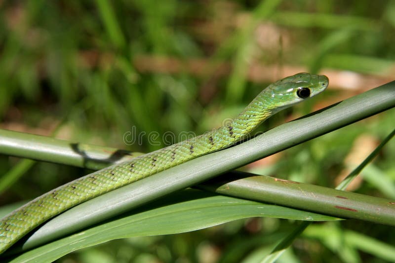 Boomslang Snake stock photo. Image of africa, reptile - 3937026