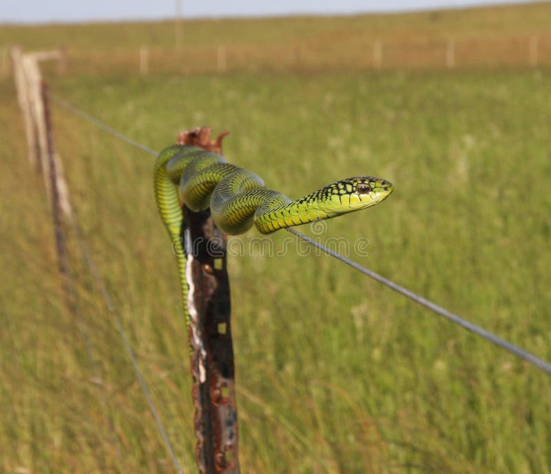 Boomslang Dispholidus Typus Normaal Groen Heeft Achterste Venomische ...