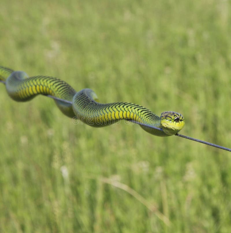 Boomslang Dispholidus Typus Normaal Groen Heeft Achterste Venomische ...