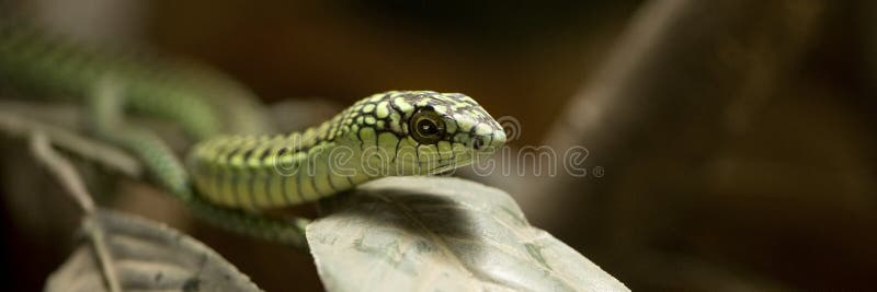 Boomslang Dispholidus Typus Normaal Groen Heeft Achterste Venomische ...