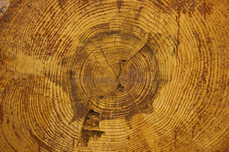 Boomstam stock afbeelding. Image of macro, samenvatting - 11038211