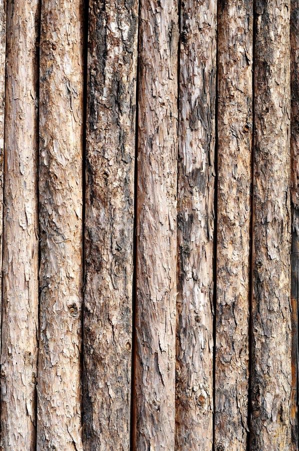 Boomstam stock afbeelding. Afbeelding bestaande uit regeling - 11159707