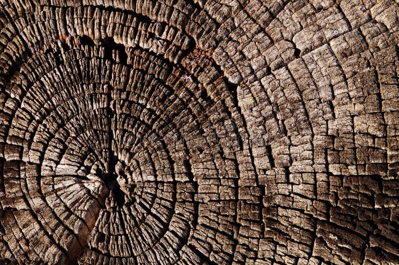 Boomstam stock afbeelding. Image of stomp, lijnen, patroon - 18185359