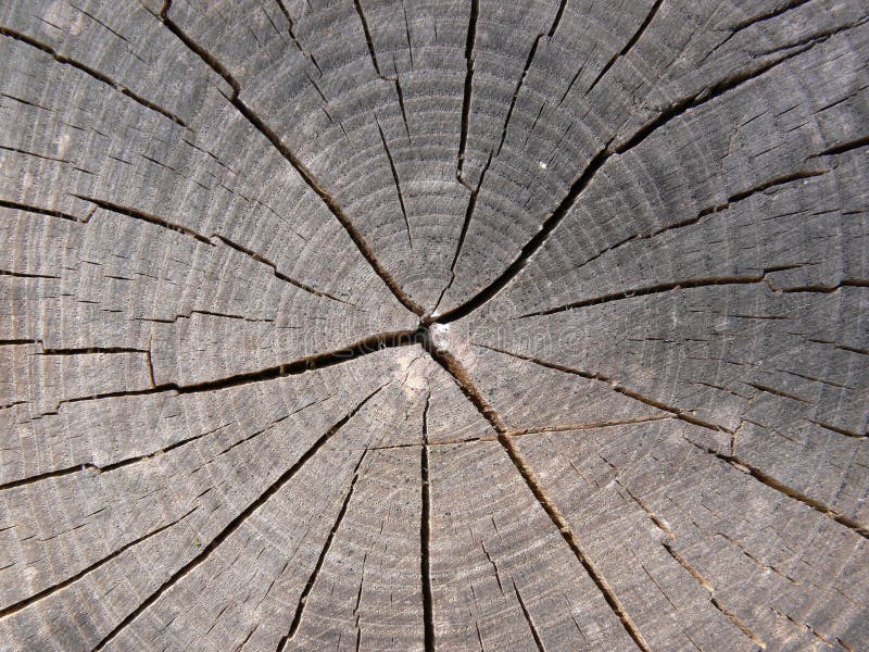 Boomstam stock foto. Image of hout, achtergrond, cirkels - 4245812