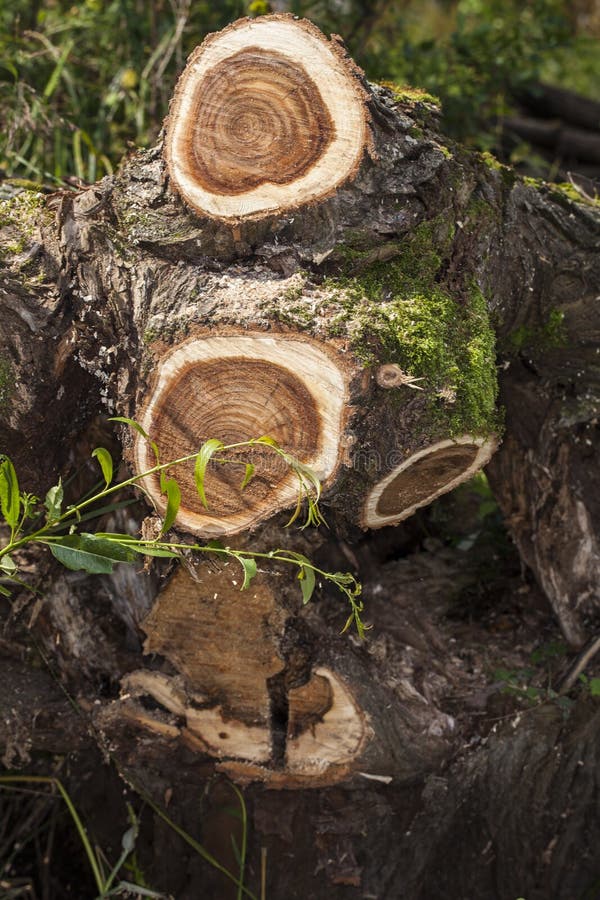 Boomstam felled boom stock foto. Image of esdoorn, naughty - 78977404