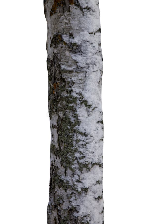 Boomstam Met Sneeuw Geïsoleerd Op Witte Achtergrond Stock Foto - Image ...