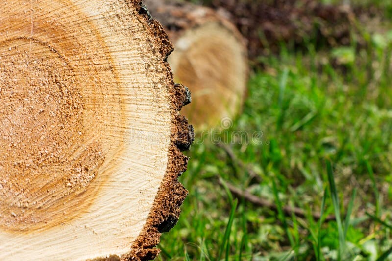 Boomstam Van De Boom In Het Midden Van De Wildernis Van Tropische ...