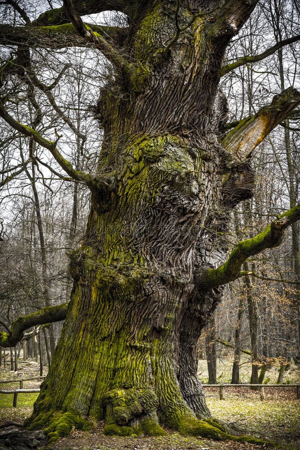Boomstam Van Een 1000 Jaar Oude Eik Stock Foto - Image of landelijk ...