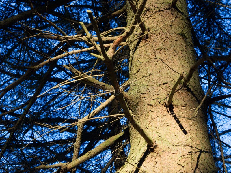 Boomstam van een Spar stock afbeelding. Image of schors - 65659153