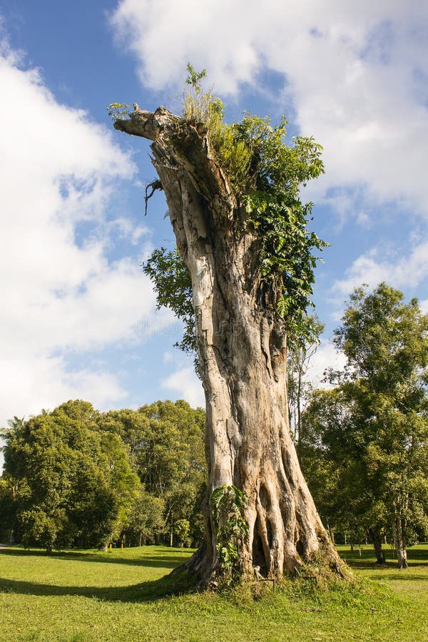 Boomstam Van Oude Dode Boom Stock Afbeelding - Image of vergrijzing ...