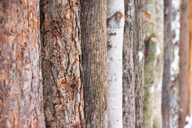 Boomstammen stock afbeelding. Image of schors, milieu - 12301663