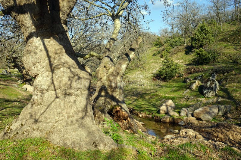 Boomstammen Van Grote Bomen Stock Foto - Image of weer, weide: 60446220