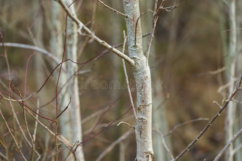 Boomstammen Van Kleine Loofbomen Stock Foto - Image of takken, naughty ...