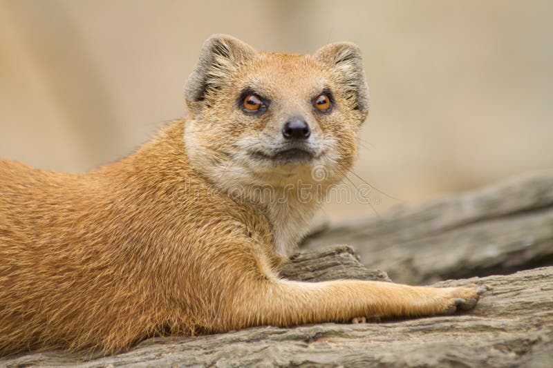 Boos dier stock foto. Image of gezicht, nave, actief - 10809262