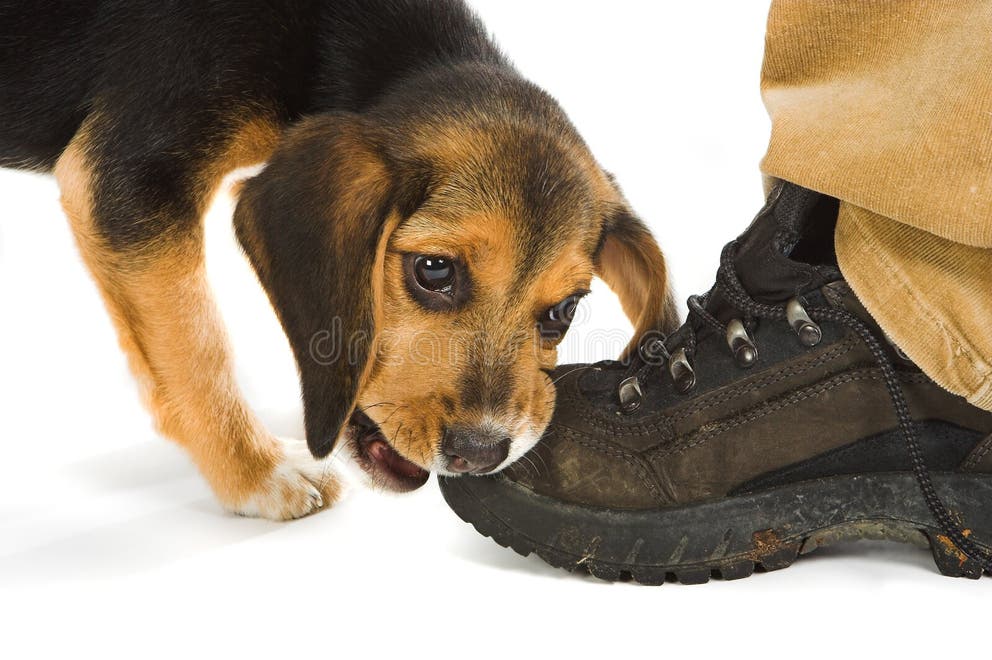 Boot lover stock photo. Image of lovely, chewing, sweet - 1944966