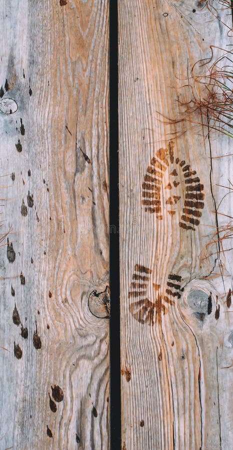 Boot mark stock photo. Image of tree, mark, beaver, style - 79233002