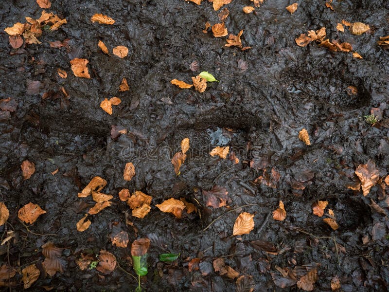 Boot Prints in a Mud and Brown Fallen Leafs, Autumn and Winter Season ...