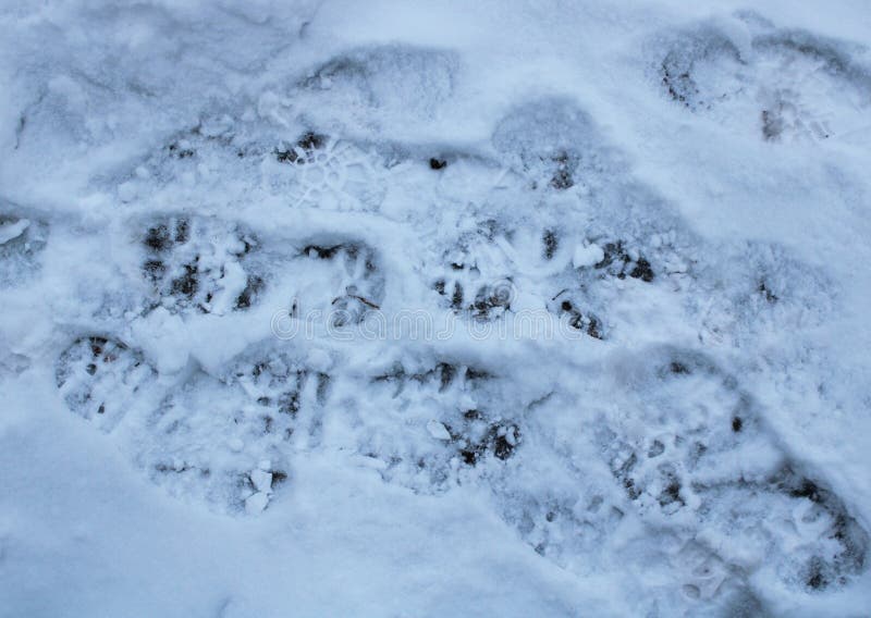 Boot Prints in the Snow stock photo. Image of winter - 304291292