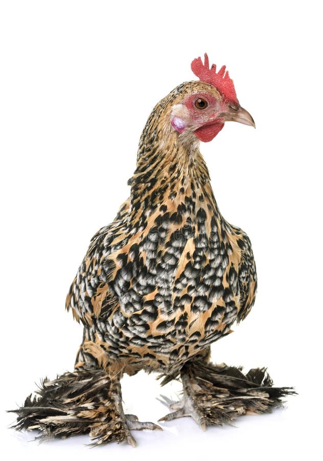 Booted Bantam in studio stock photo. Image of bantam - 169368746