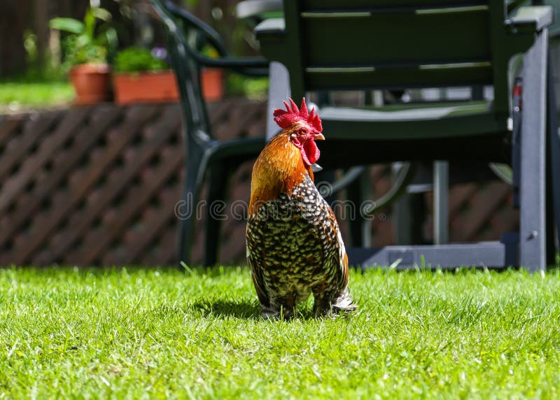 Booted Bantam Millefleur Rooster in the Garden Stock Image - Image of ...