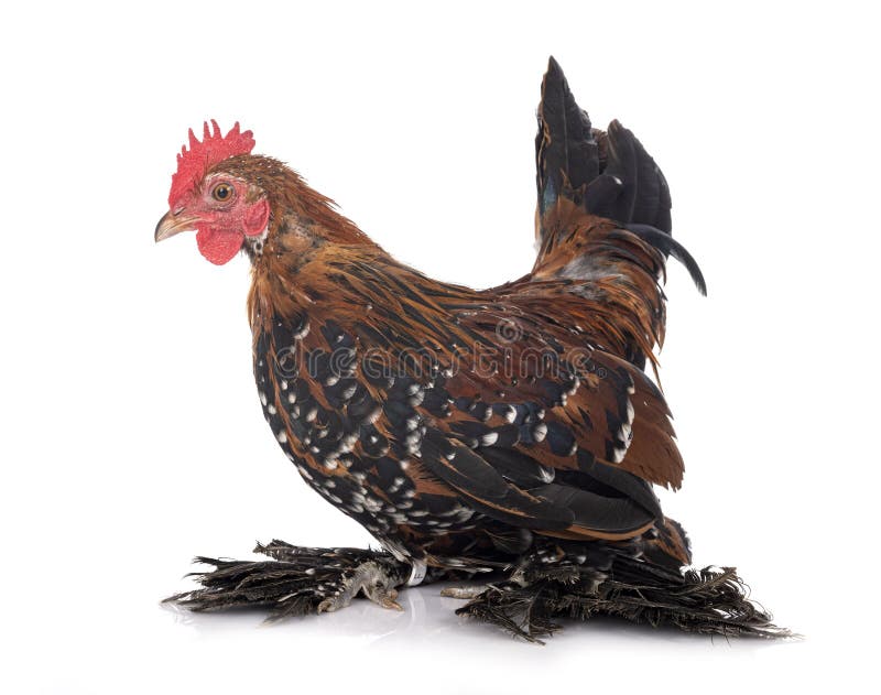 Booted bantam chickens stock image. Image of fluffy, pets - 4635047