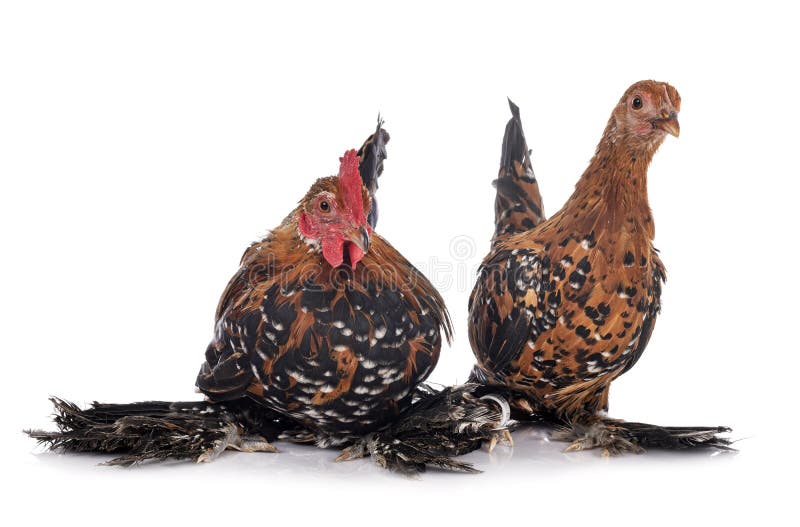 Booted bantam chickens stock image. Image of fluffy, pets - 4635047