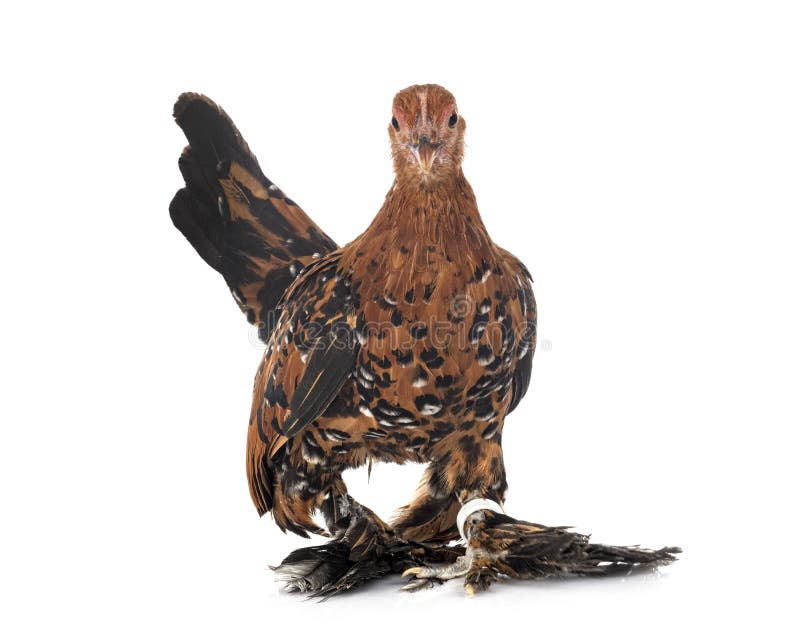 Booted bantam chickens stock image. Image of fluffy, pets - 4635047