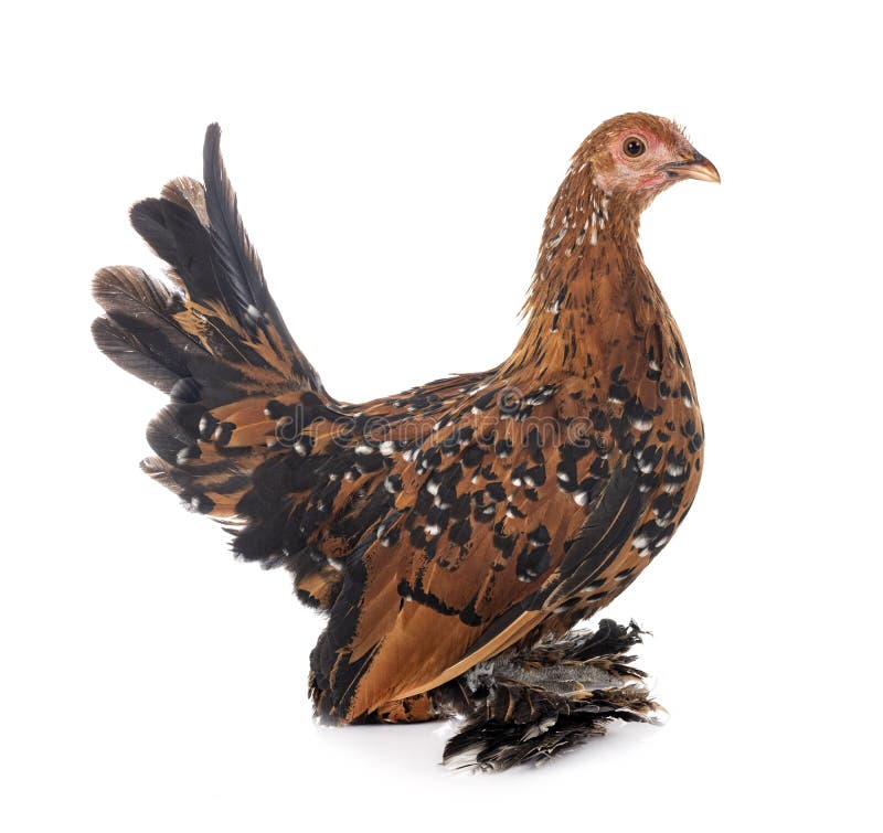 Booted bantam chickens stock image. Image of fluffy, pets - 4635047